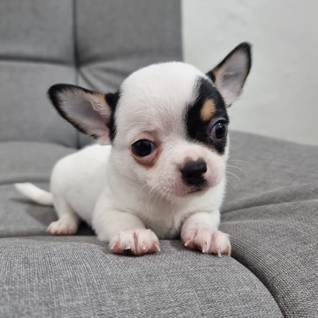 CHIHUAHUA - Puppy World