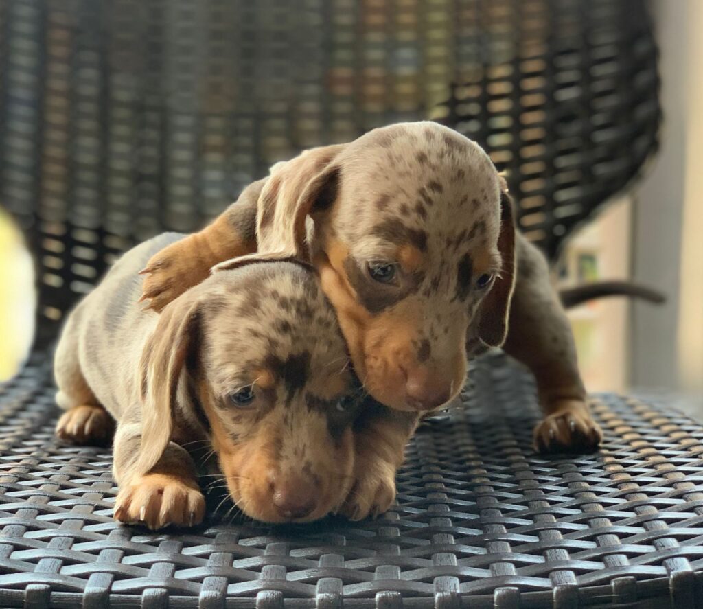 TECKEL - Puppy World