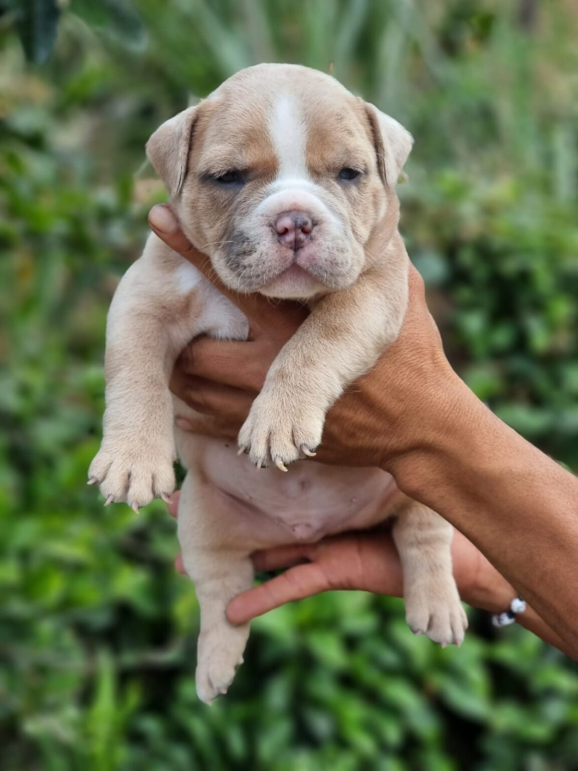 comprar american bully pocket - Puppy World