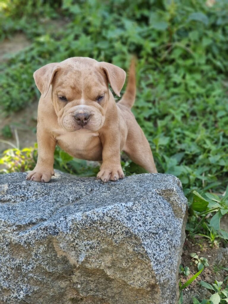 comprar american bully pocket - Puppy World